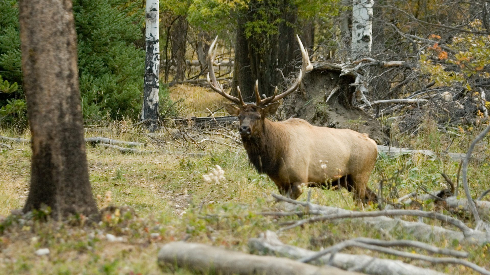 Tips & Tactics: How To Shoot a Big Game Animal [Blog] | Eastmans TagHub