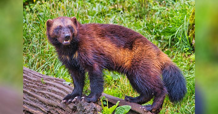 Wolverine Killed in Montana - Ohio State Coach to Blame? | Eastmans TagHub