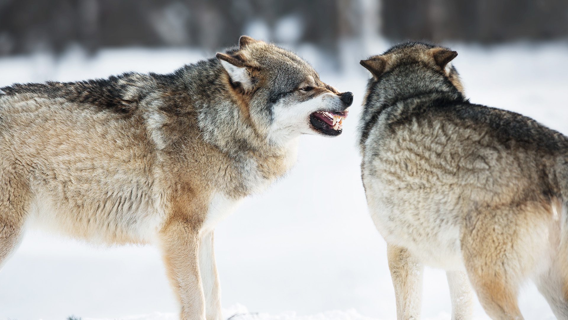 Wolf Border Wars - Colorado vs. Wyoming | Eastmans TagHub
