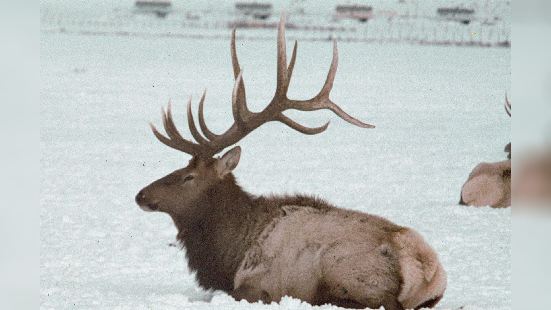 Elk Friend or Foe? - The Feedground Debate Continues | Eastmans TagHub