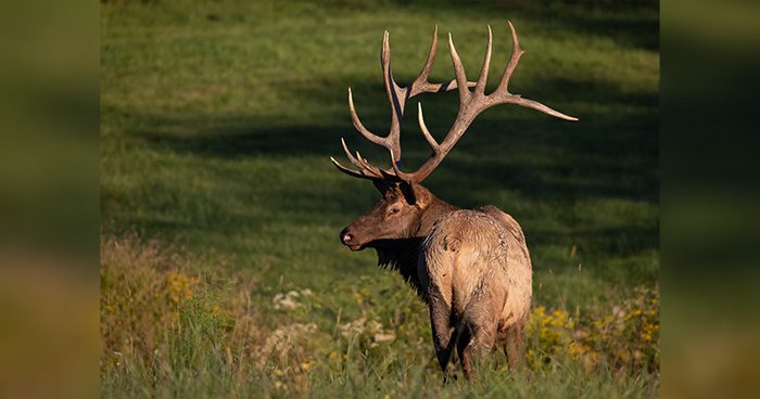 Arizona 2024 Elk Application Strategy | Eastmans TagHub