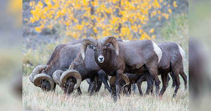 Another Die-Off! Idaho’s Hells Canyon Bighorn Sheep Update | Eastmans ...