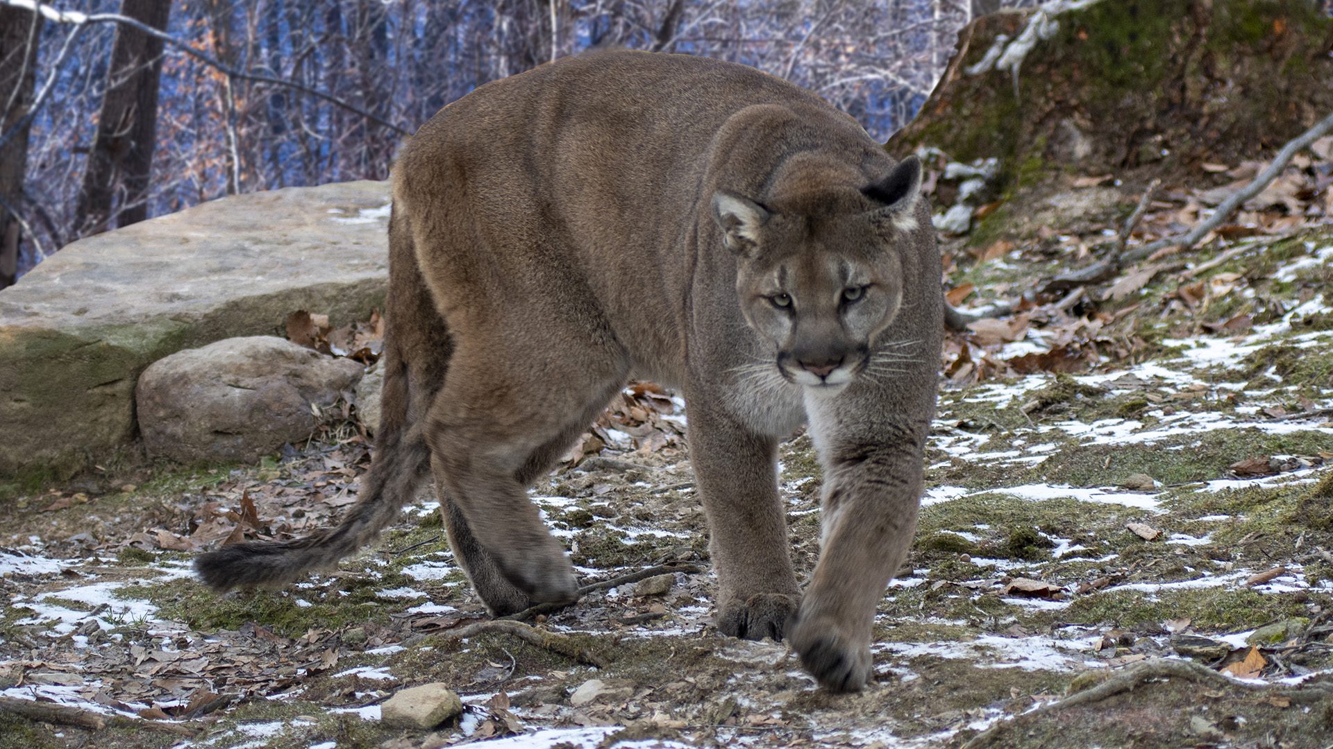 Mountain Lion Hunting Ban Gains Ground | Eastmans TagHub