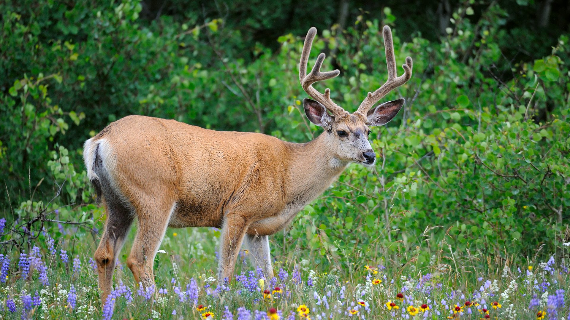 Colorado Draw Process Recommendations (Primary Draw Methods ...