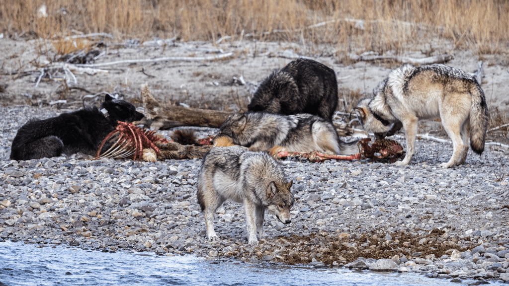 Say it Ain’t so, Joe! CO Wolves Kill Cattle | Eastmans TagHub