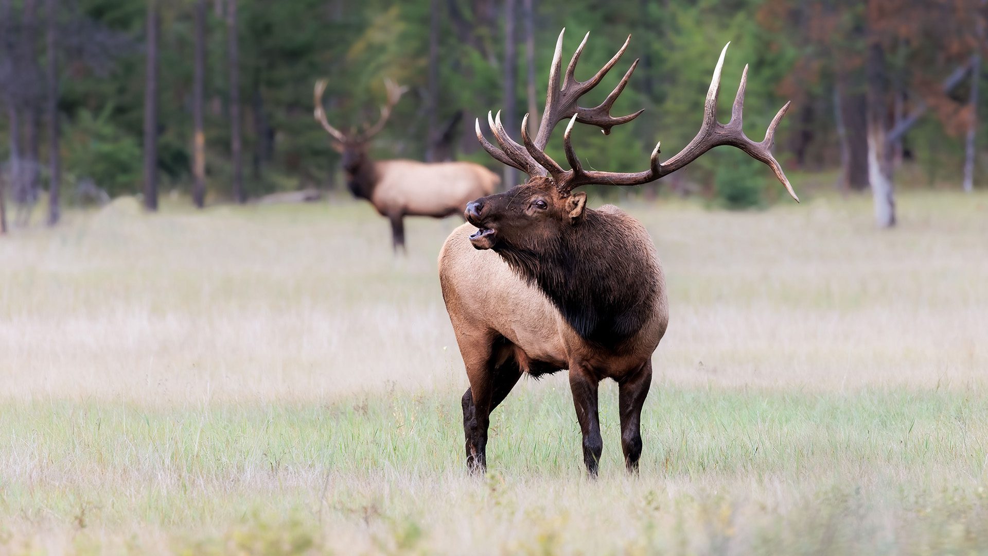 Record Wyoming Elk Harvest in 2023 | Eastmans TagHub