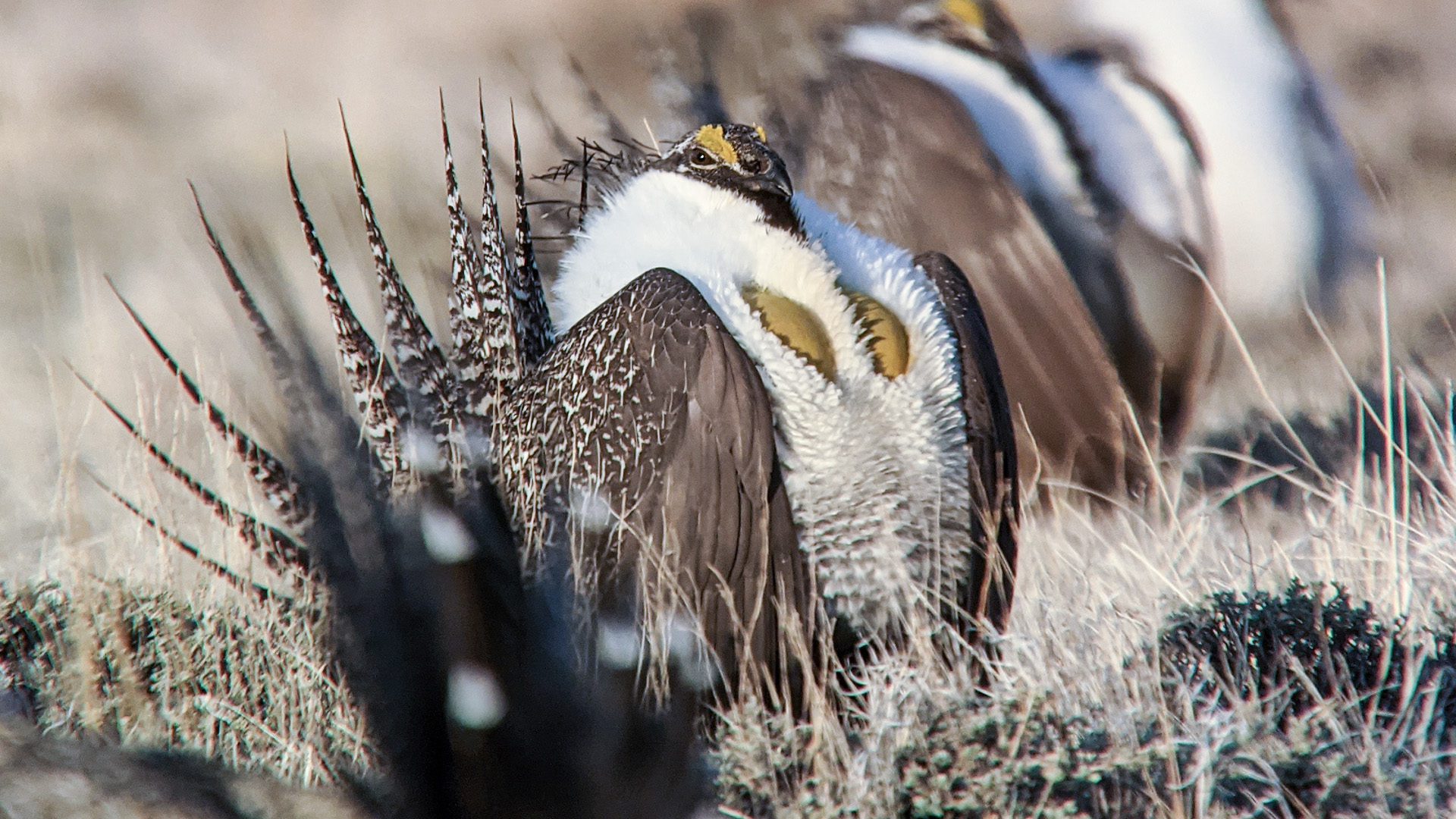 BLM Sage Grouse Management Plan Public Meetings: COMMENT HERE ...