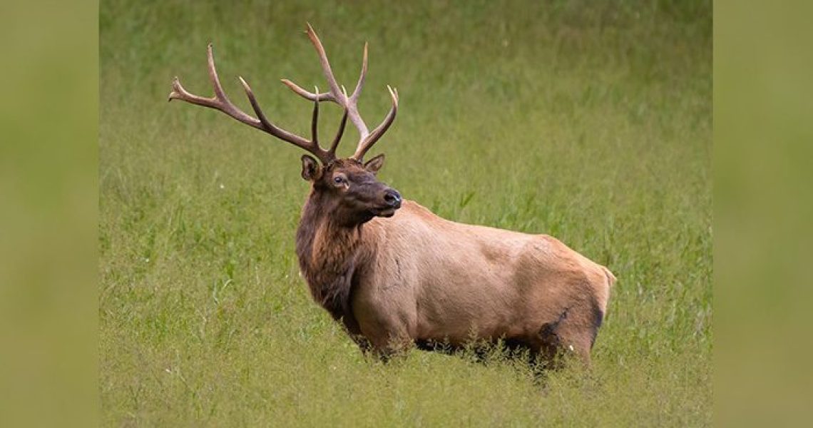 Tick Tock: Last Minute Arizona Elk/Antelope Application Strategies | Eastmans TagHub