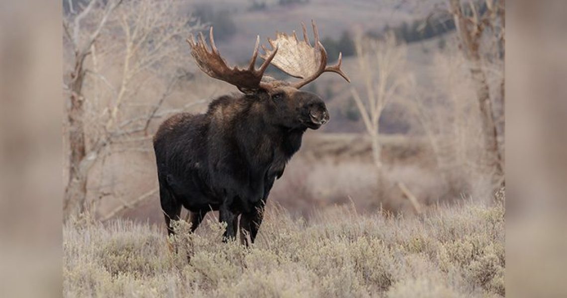 Idaho Trophy Species Application Strategies | Eastmans TagHub