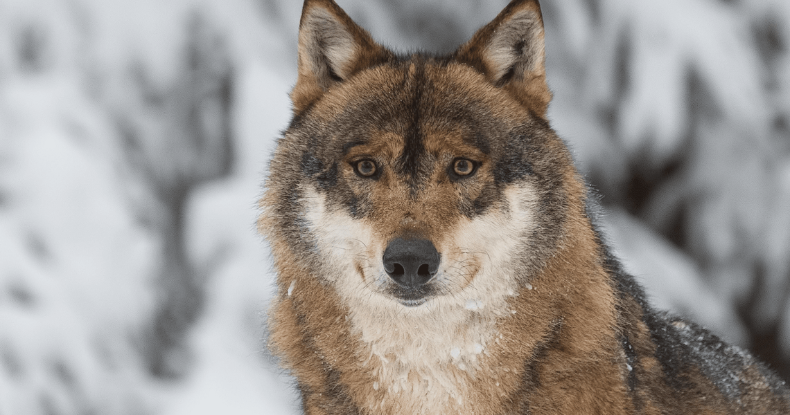 General Areas Inhabited by Gray Wolves in Colorado | Eastmans TagHub